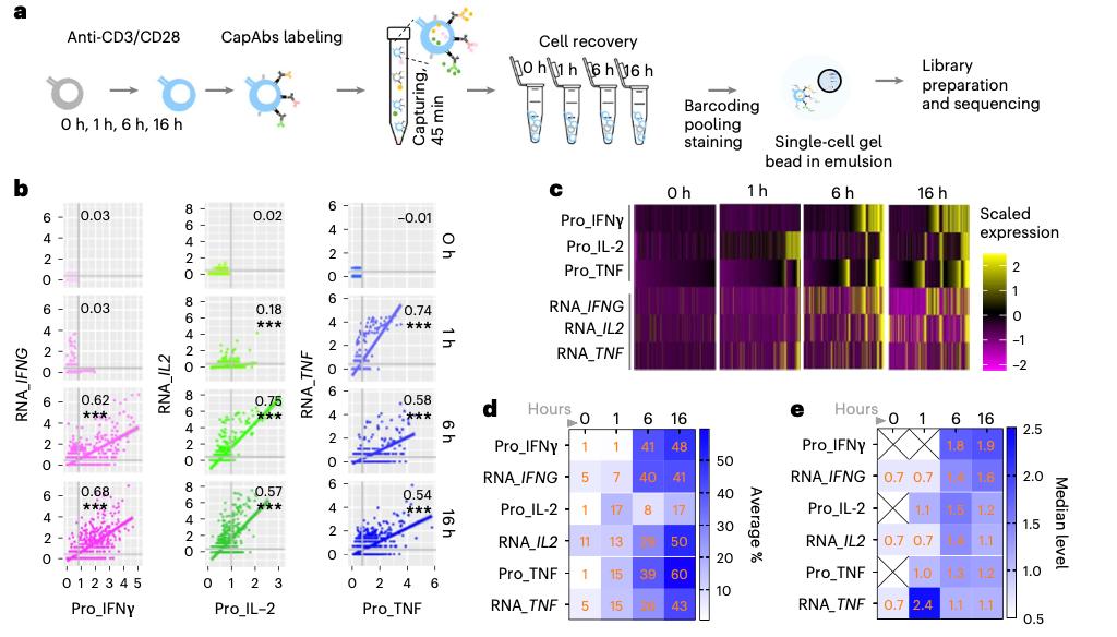 Scientists achieve time-resolved assessment of single-cell protein ...