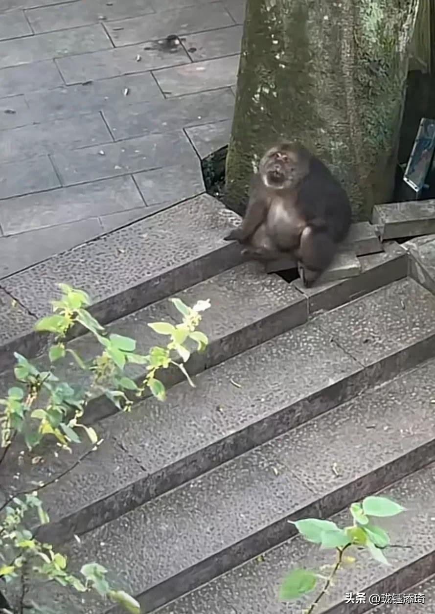 The one-armed monkey has become a mascot due to misfortune - iNEWS