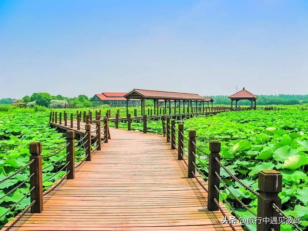 Suzhou lotus appreciation must go to Hetang Moonlight Wetland Park ...