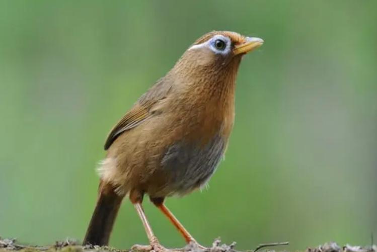 Four Famous Birds or Four Songbirds? - iNEWS