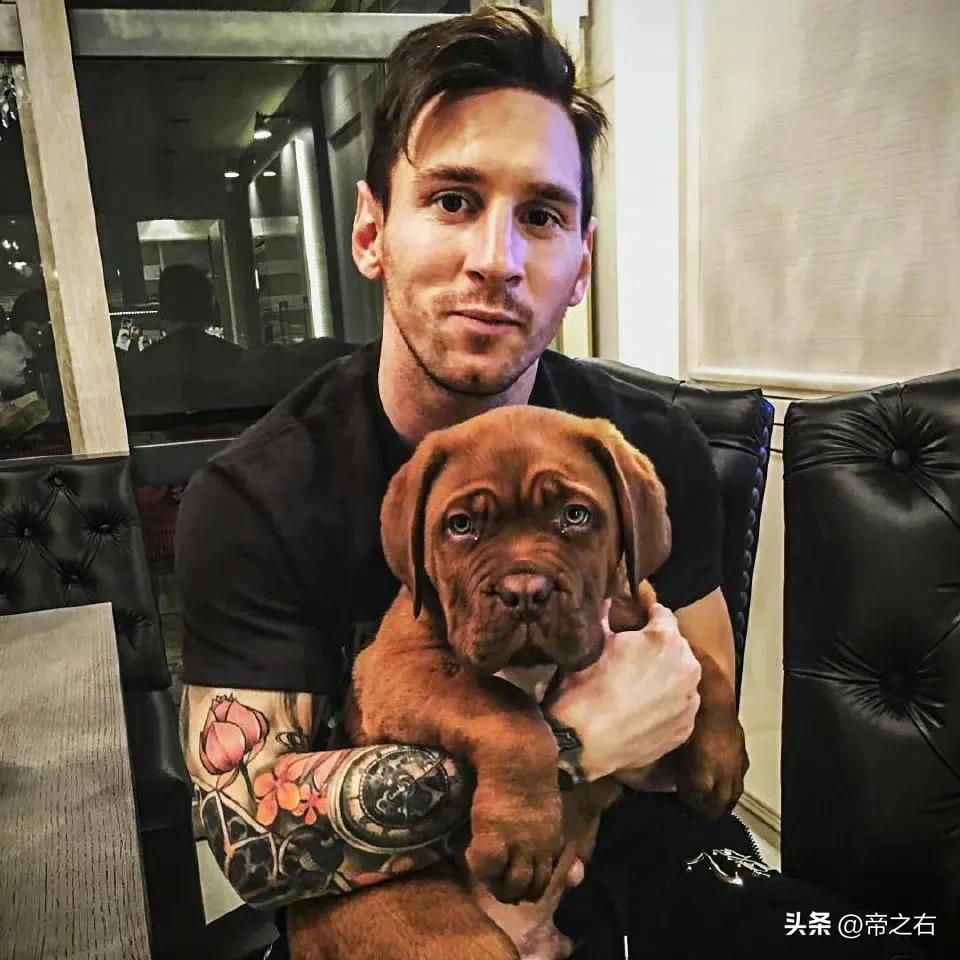 Hulk's health is worrying! Messi's pet dog can only stay in Barcelona ...