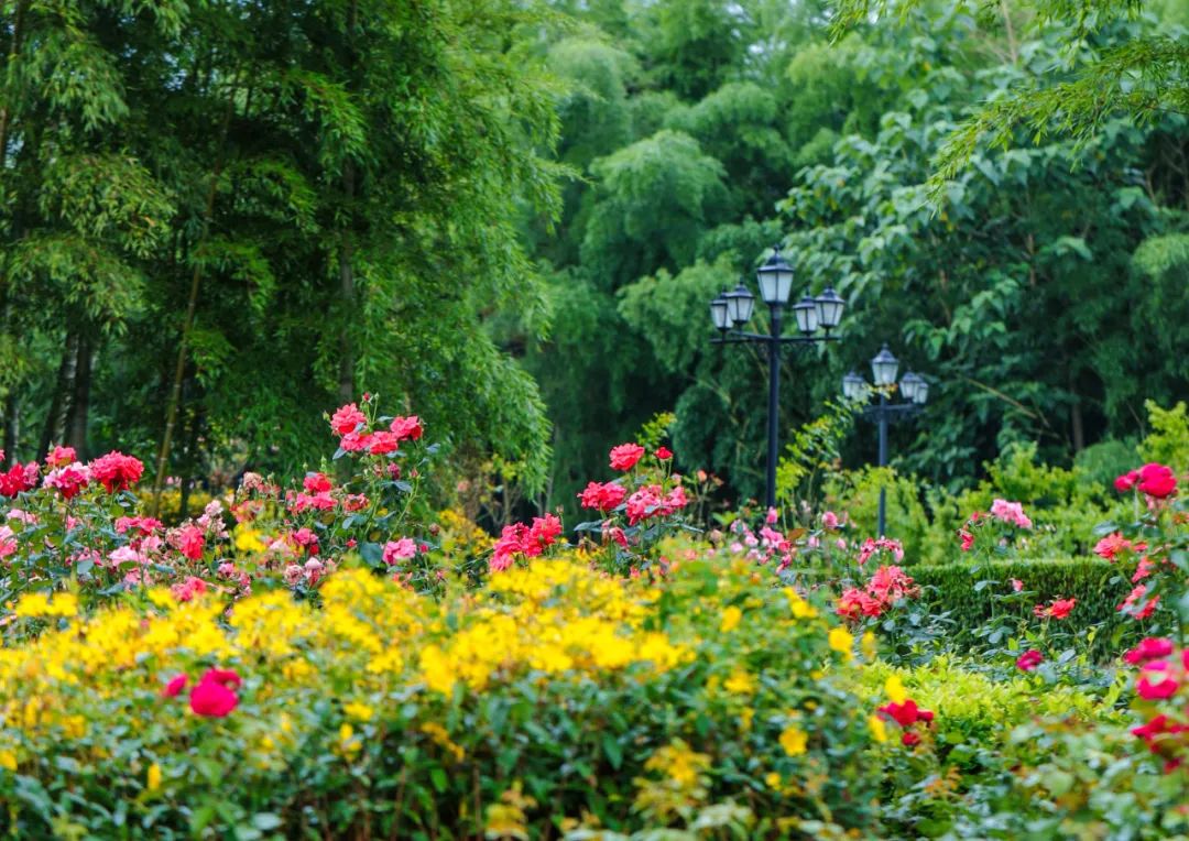 Go to Xianning to enjoy the flowers! A romantic trip is coming! - iMedia