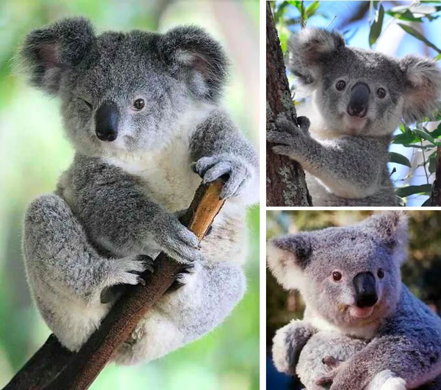 cute koala - iNEWS
