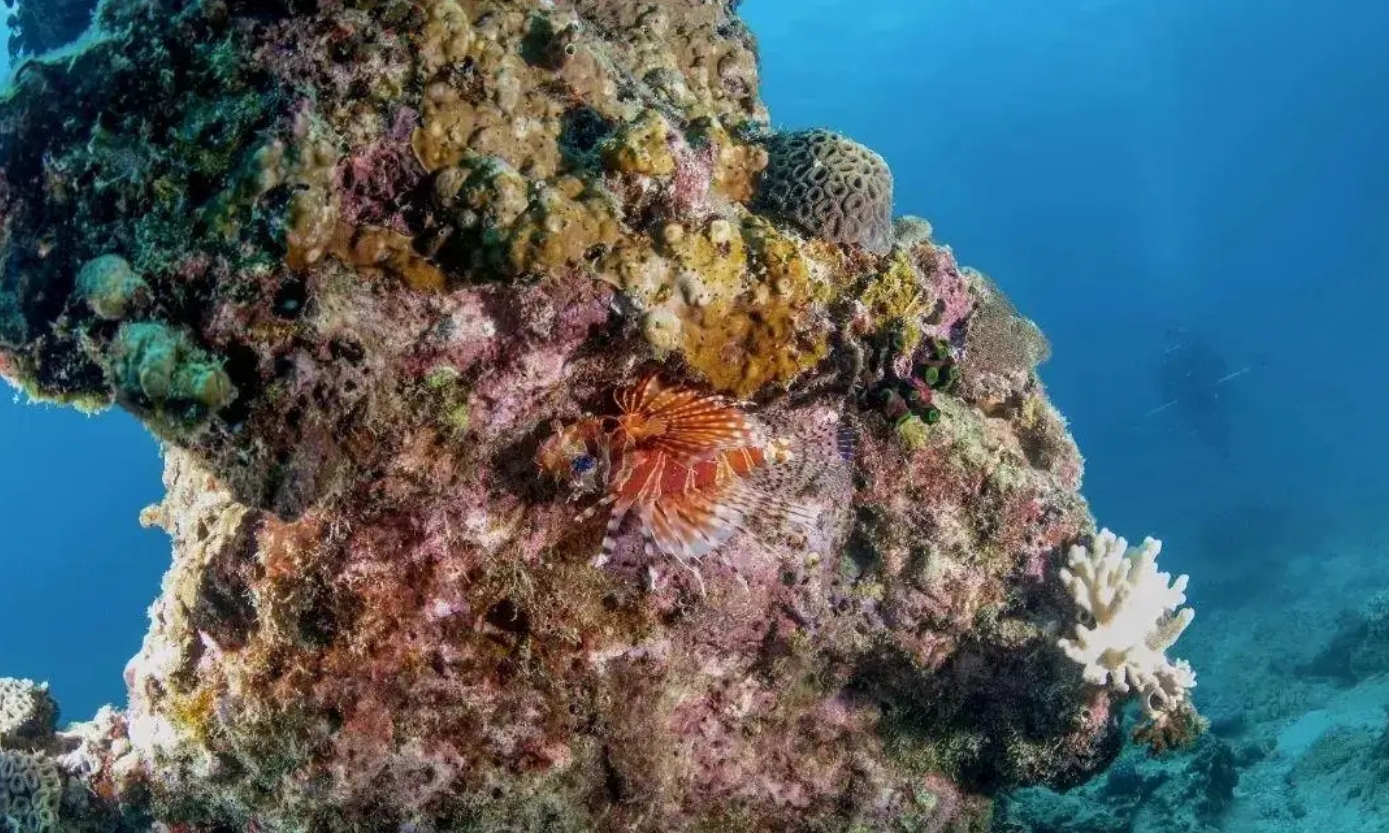 What does it mean when a whale falls and all things are born?The end of ...