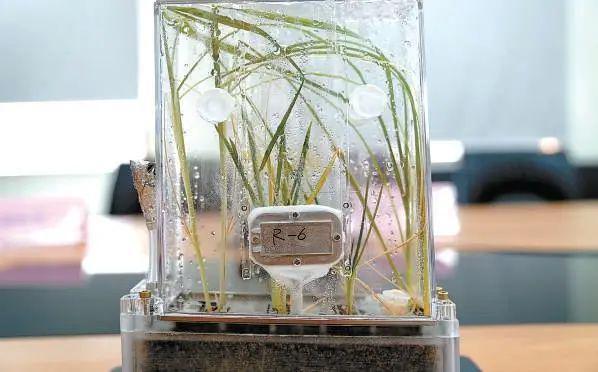 The rice grown in the Shen-14 astronaut space station is 6 cm high ...