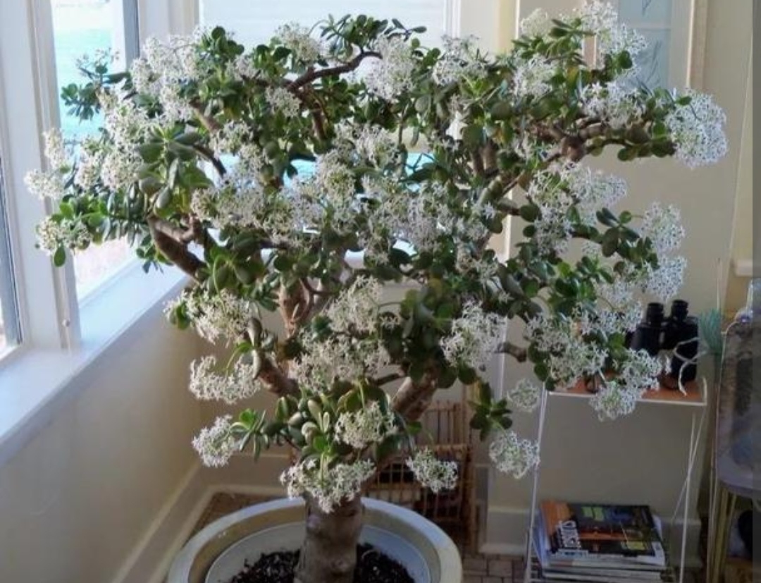 5 kinds of beautiful plants, tenacious vitality "not to die", easy to ...