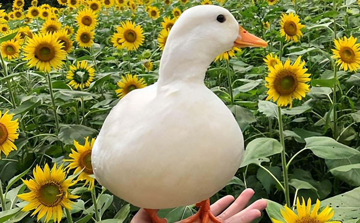 Cole Duck's Rollover - iNEWS