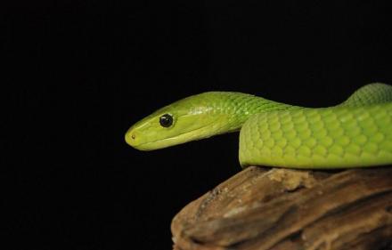 Nine green snakes in the world - iNEWS