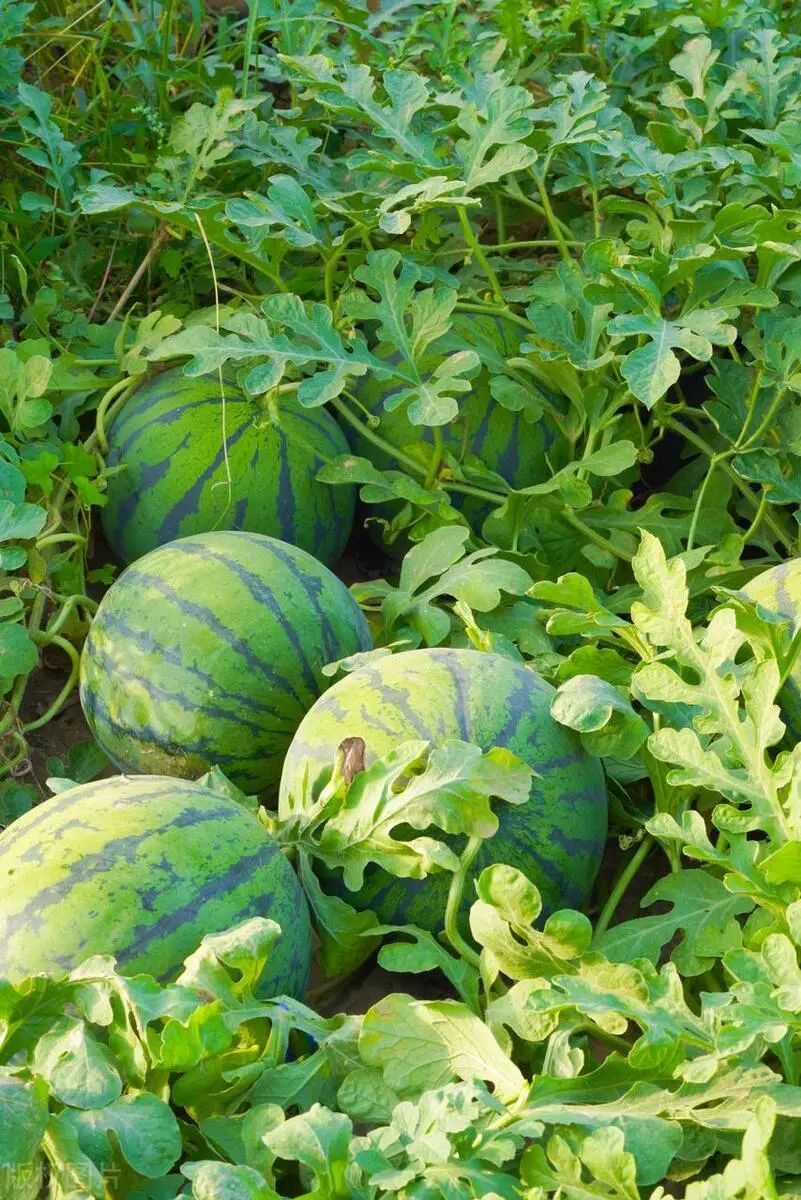 Why can't South Korea and Japan afford watermelons, but China can eat ...
