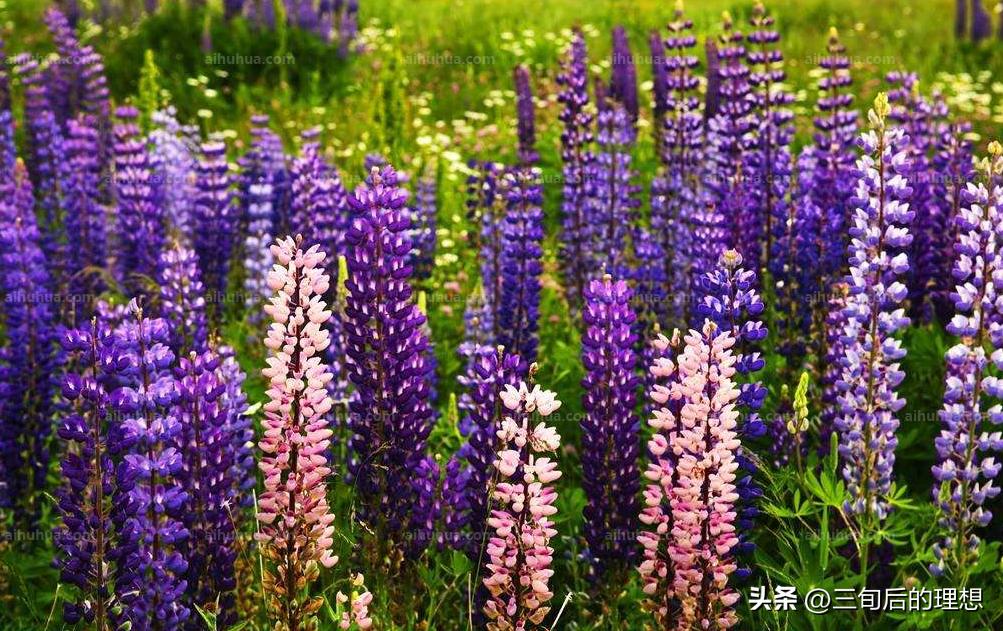 A bright pearl in nature, lupine takes you to appreciate: the beauty ...