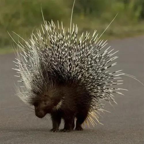 Who am I - Analysis of Pokémon Prototype (4) - iMedia