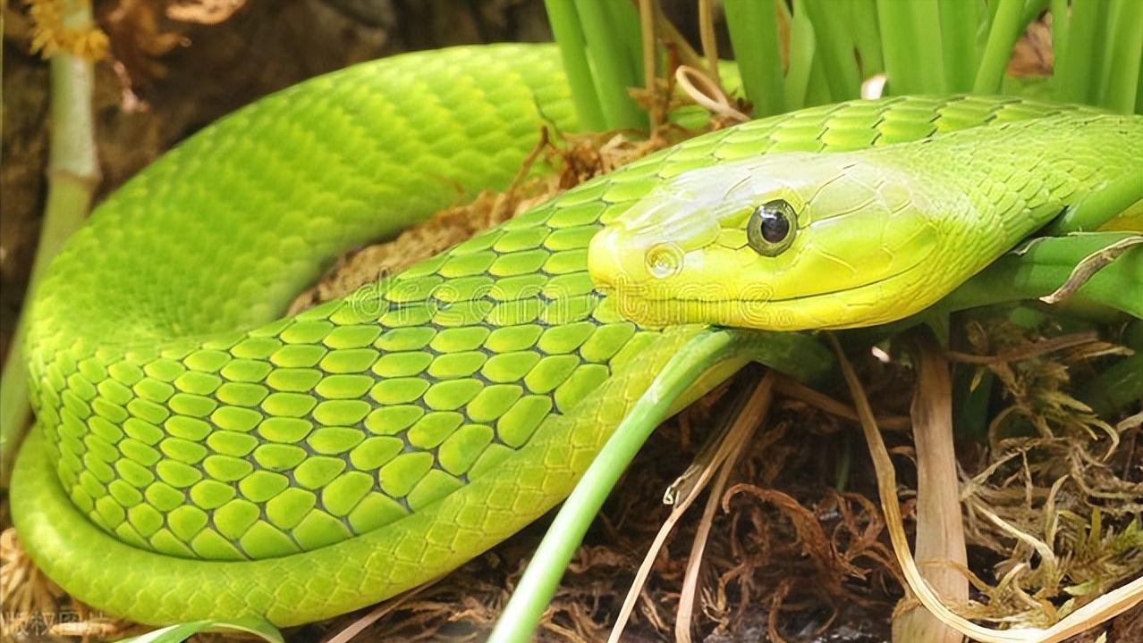 The six most violent cobras in the African forest have a venom range of ...