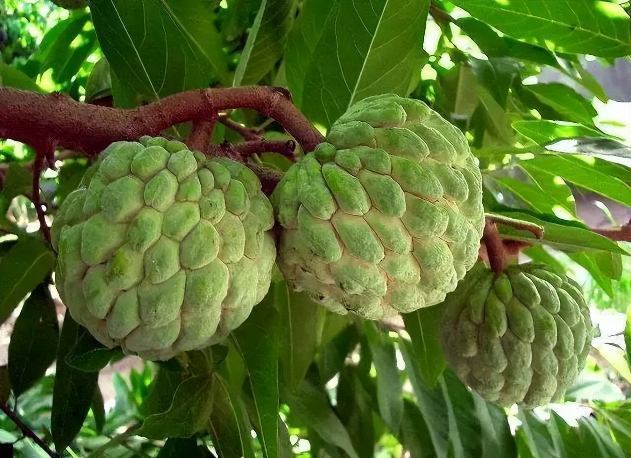 Chaoshan Xu Zhenshi: These Chaoshan fruits are related to Chaoshan ...