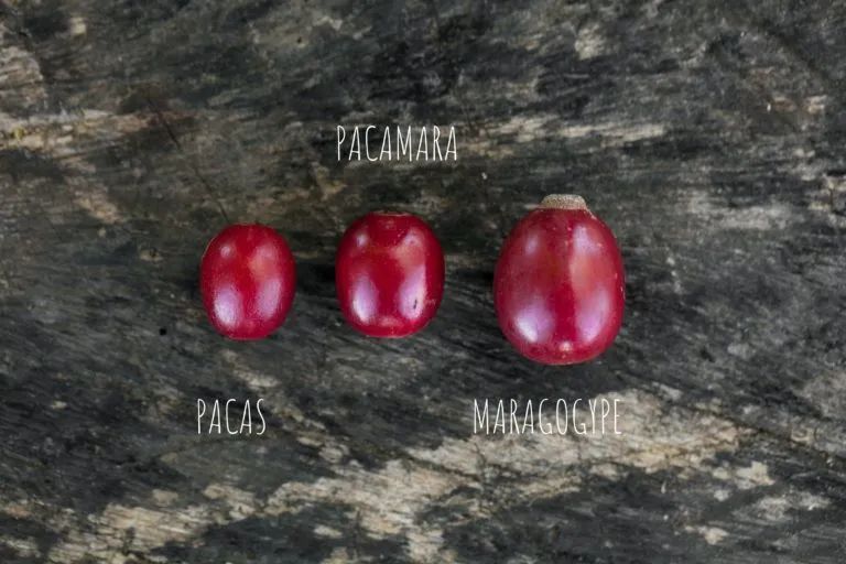 Will Pacamara still be the son of version? - iNEWS