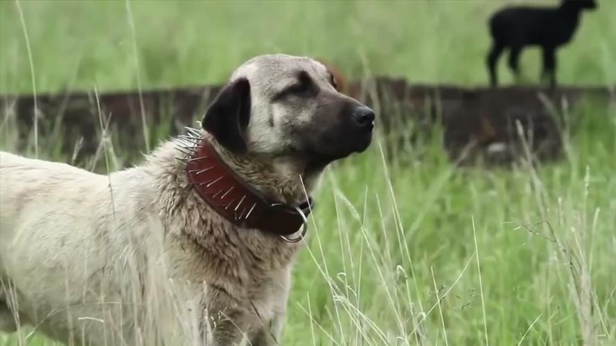 Why are wolves afraid to attack sheep protected by sheepdogs?Can a wolf ...