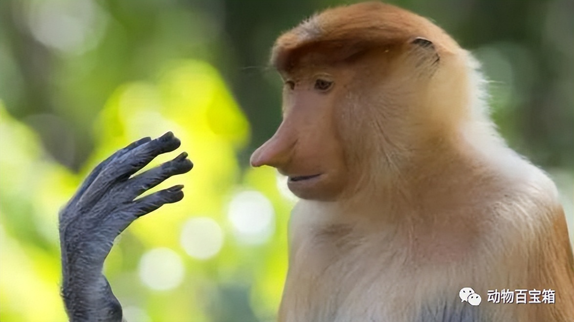 Why are "hybrid monkeys" so rare? Maybe it's not a coincidence, maybe ...