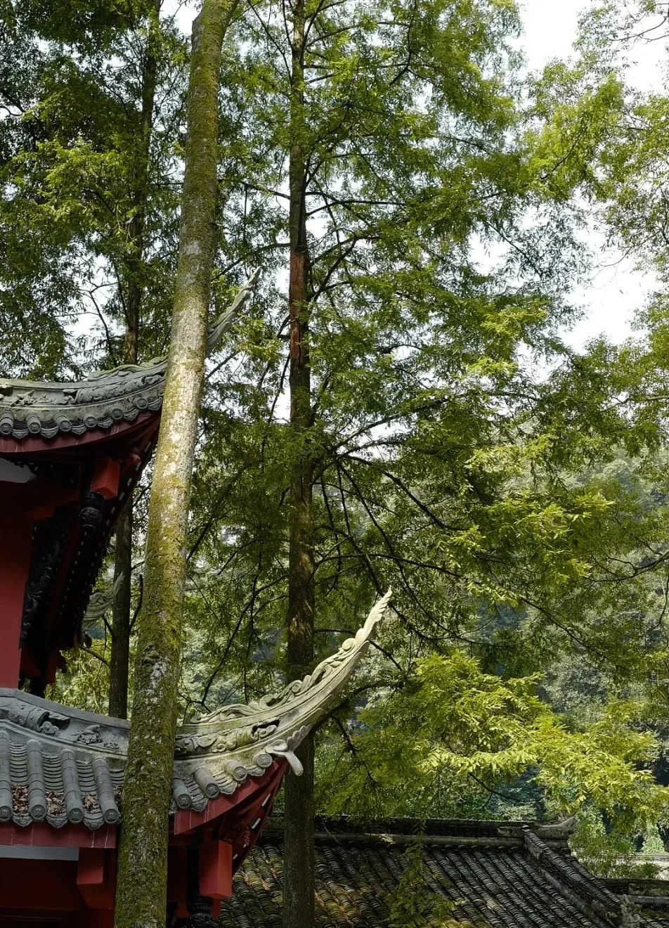 Hike in Chongzhou, Chengdu, climb to the top of the secluded temple - iNEWS