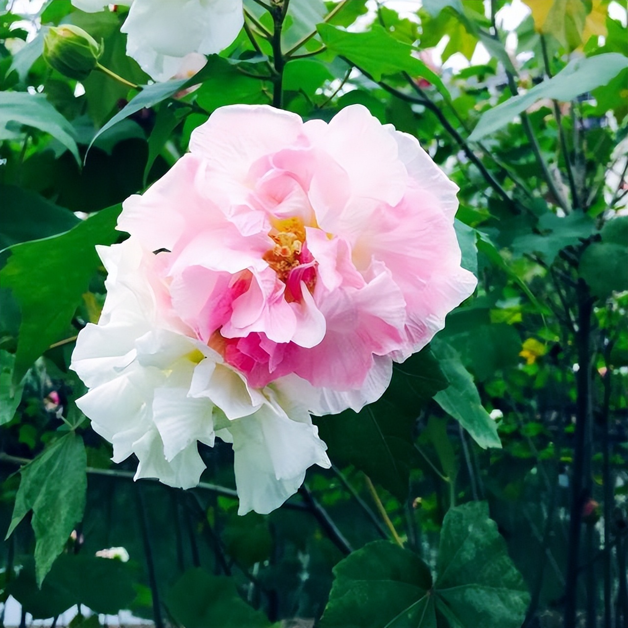 These constellations are mild-tempered, kind and quiet, and have a ...