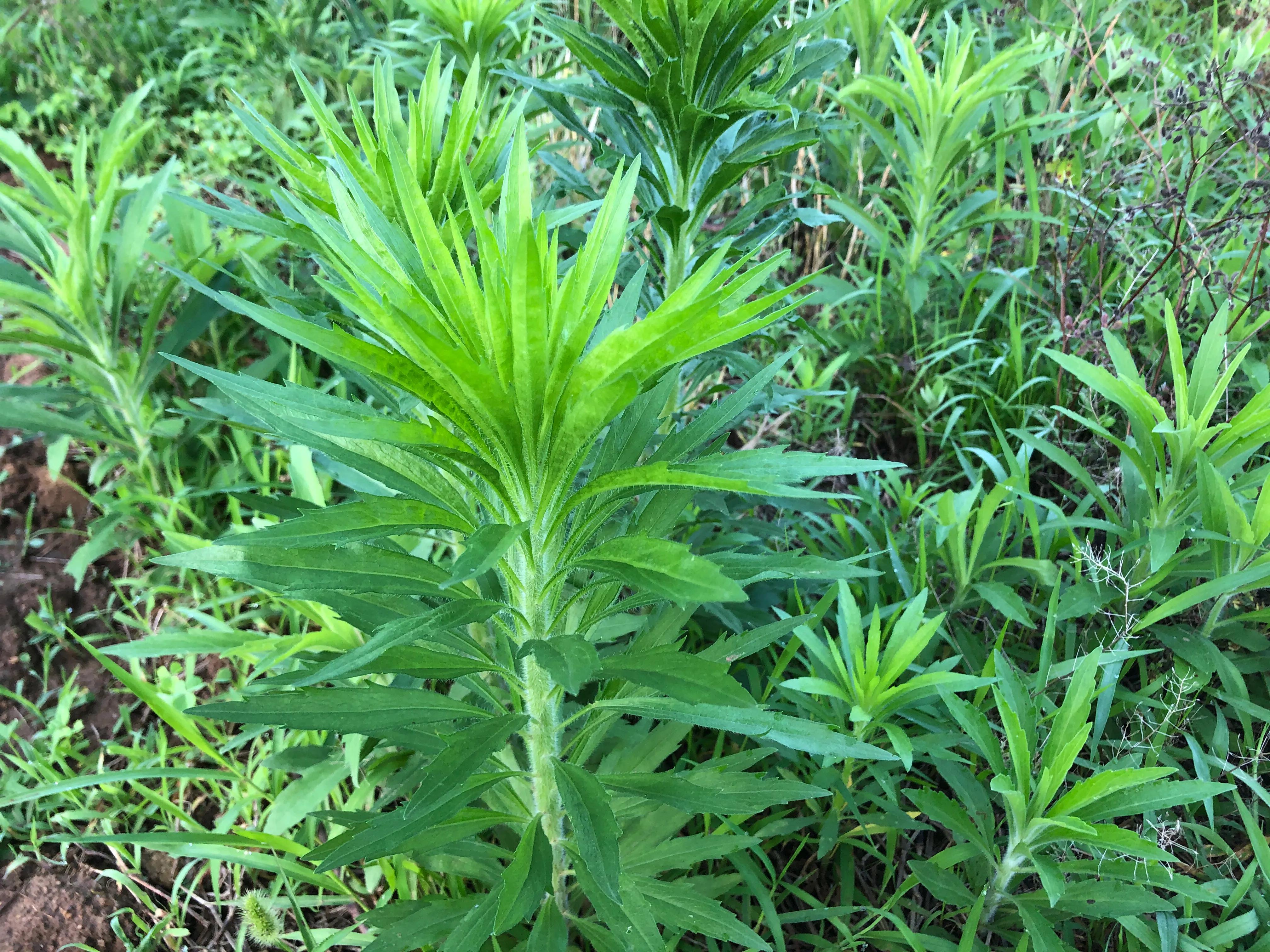 The Treasure on the Grass Shed: The Miraculous Effects and Uses of ...