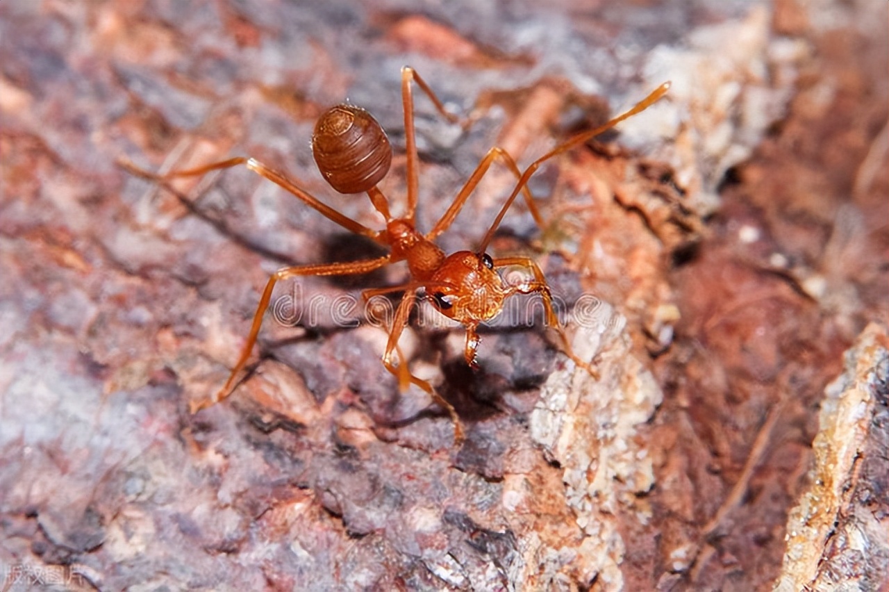 How toxic are red fire ants? Absolutely beyond your imagination, run as ...