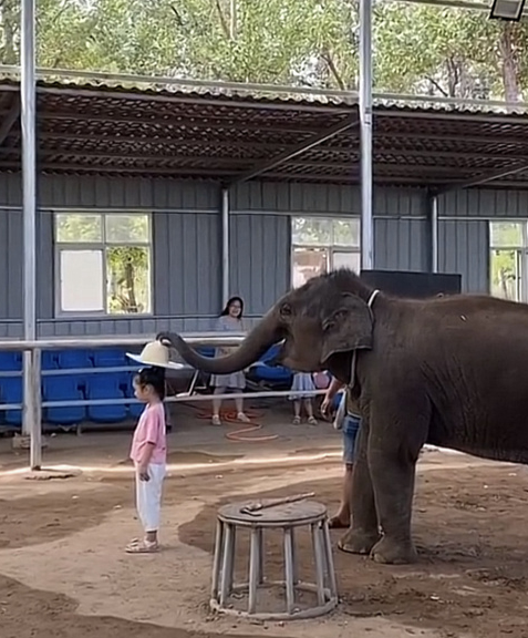 Joe Chen rushed to the hot search for Molly the elephant!Netizens feel ...
