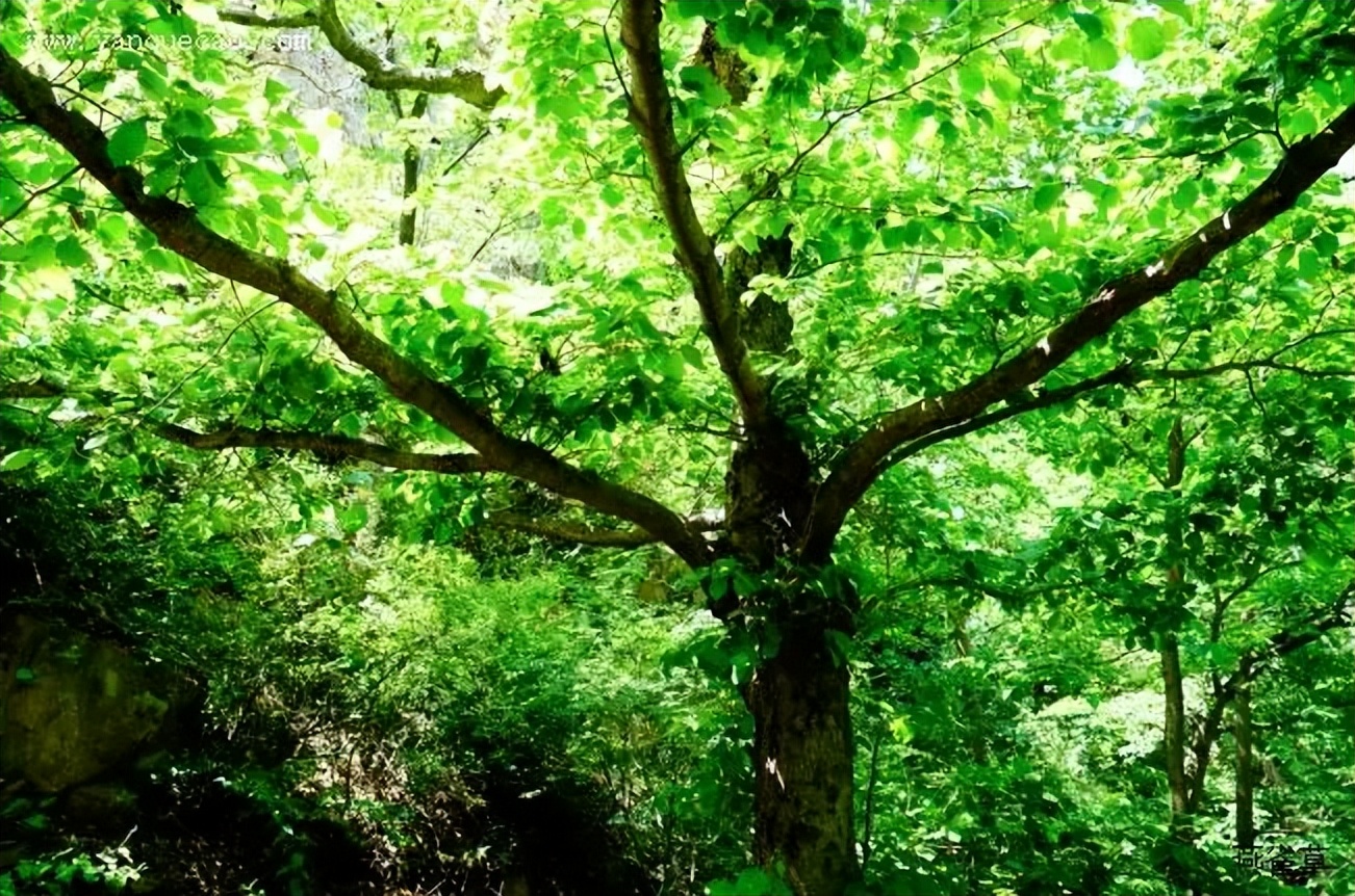 Incredible Growth Rates: Inside the Top 10 Fast-Growing Trees - iNEWS