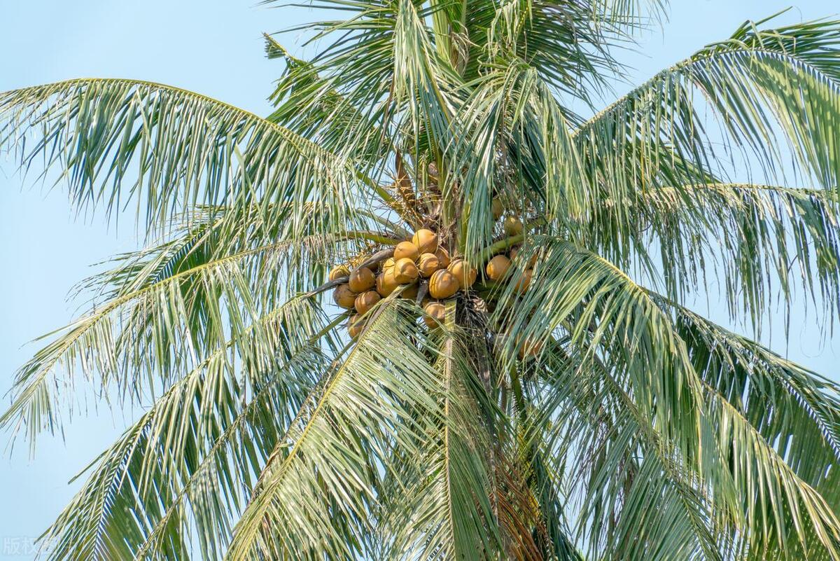 Amazing seed travel: How plant seeds travel far - iNEWS