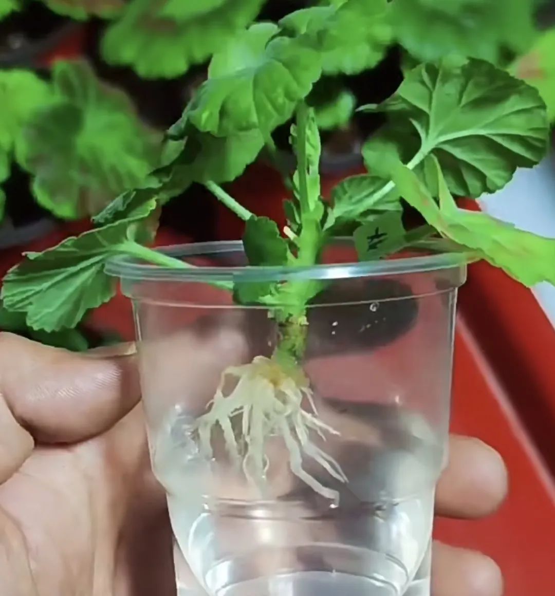 Don't worry about cutting in spring, 3 kinds of rooting agents are here ...