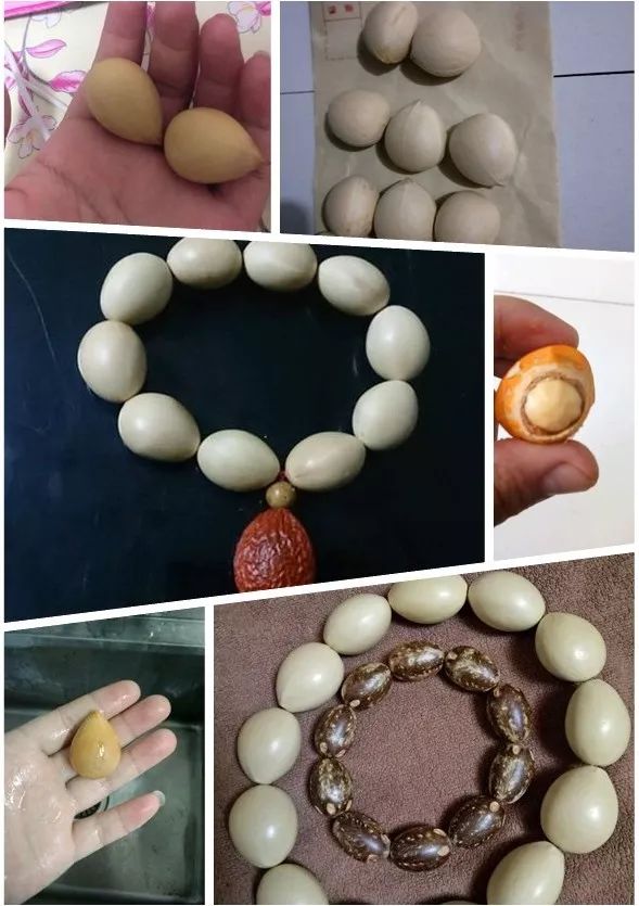 Iron tree blooming? The seeds can still be plated! - iMedia