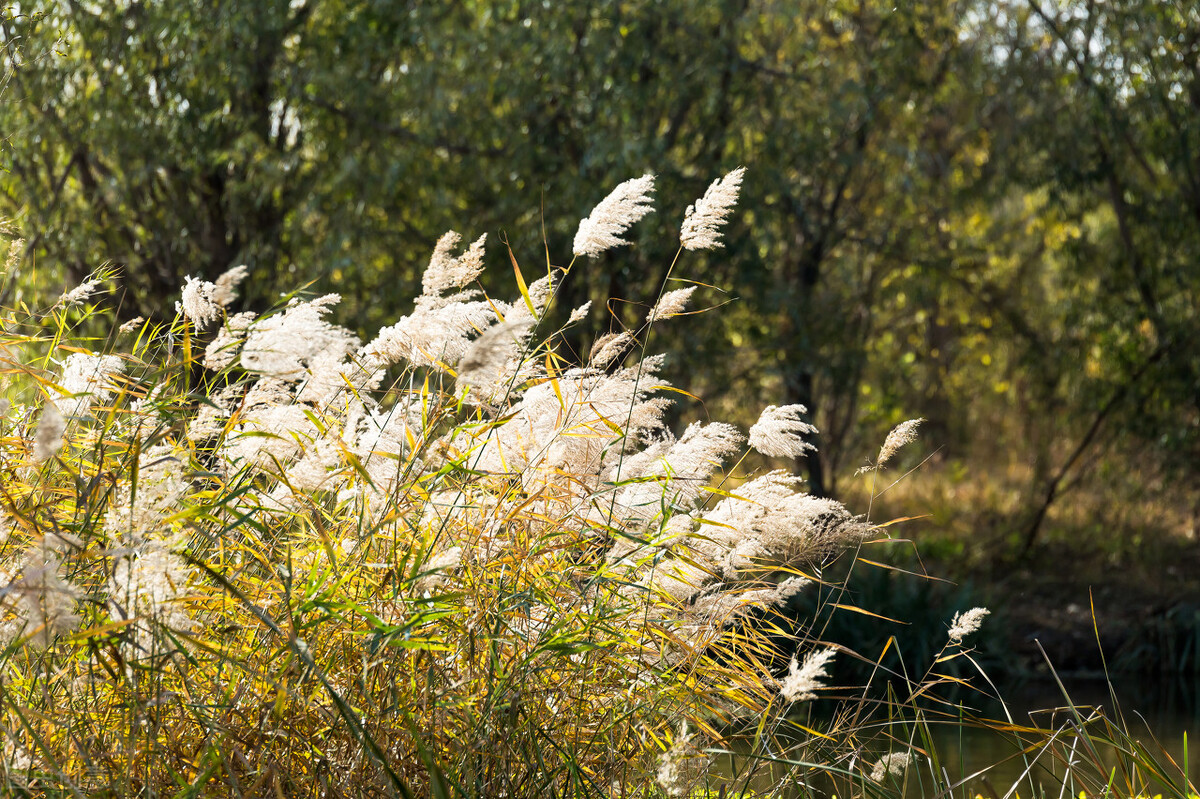 Reed Flowers (Life Essays) - iNEWS