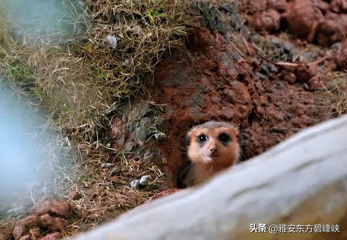 Dig and dig and dig in the garden at Bifengxia...see who's the best ...