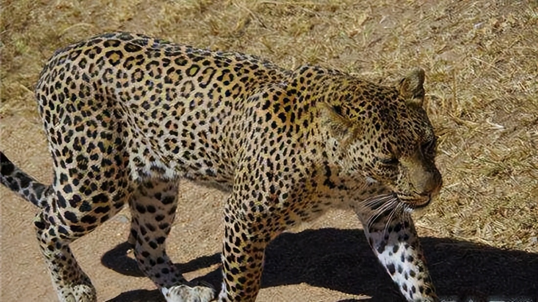 Zanzibar leopard becomes a rare species living only on the main island of the Bar Archipelago ...