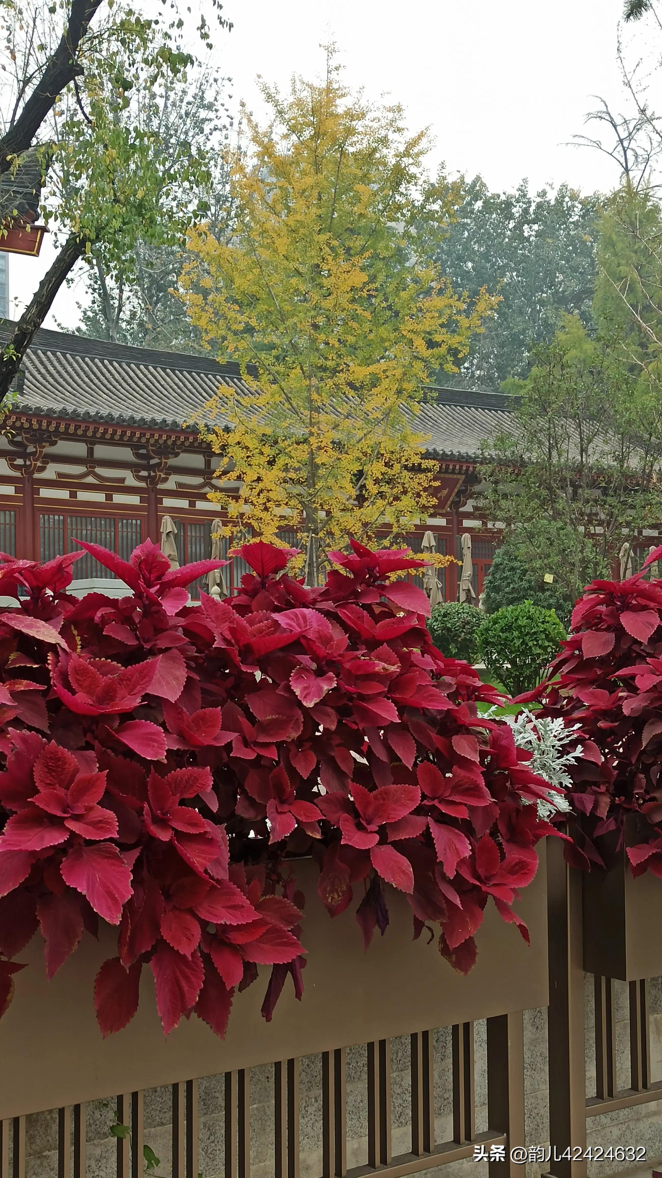 Colorful autumn leaves in Xingqing Park - iNEWS