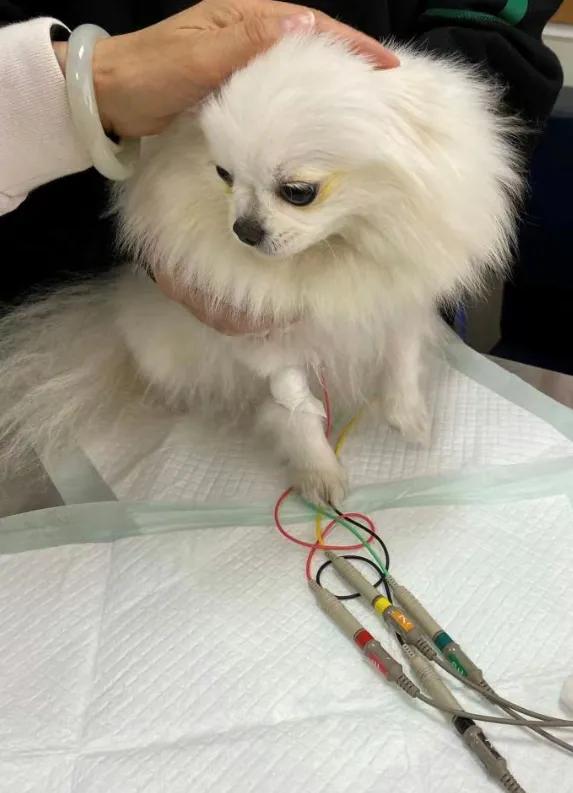 Bomei's ending, is it really impossible to escape heart failure? - iNEWS