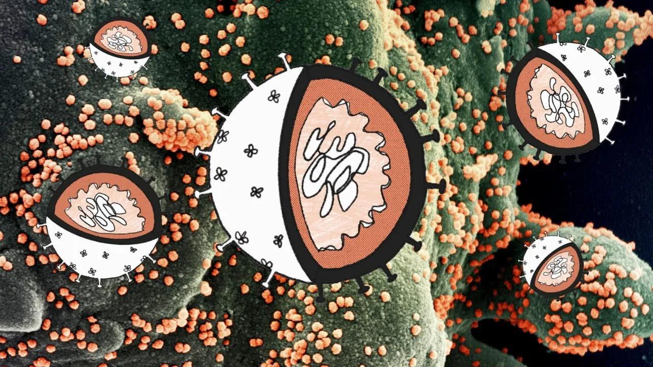 Can humans really create viruses? - iMedia