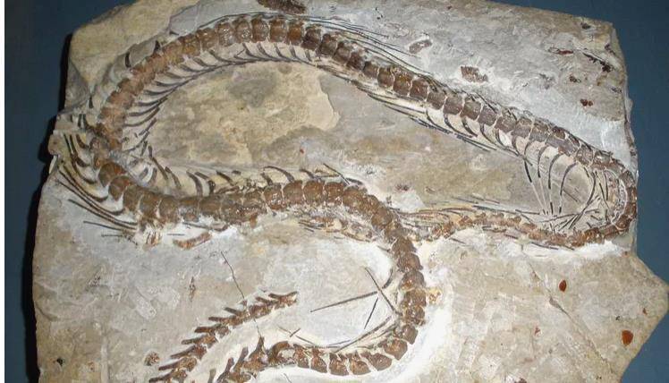 The ancestors of snakes originally had limbs, but now they have evolved ...
