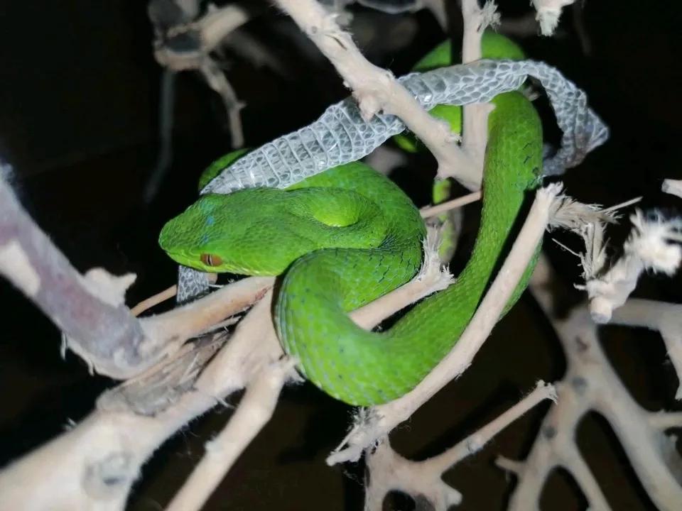 Take you to know the Chinese poisonous snake Zhu Yeqing correctly - iNEWS