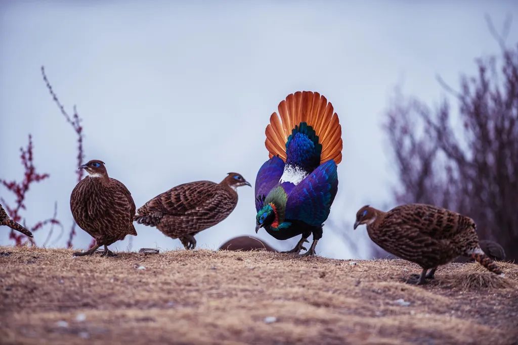 Bird photography group of brown-tailed rainbow chick, blood pheasant ...