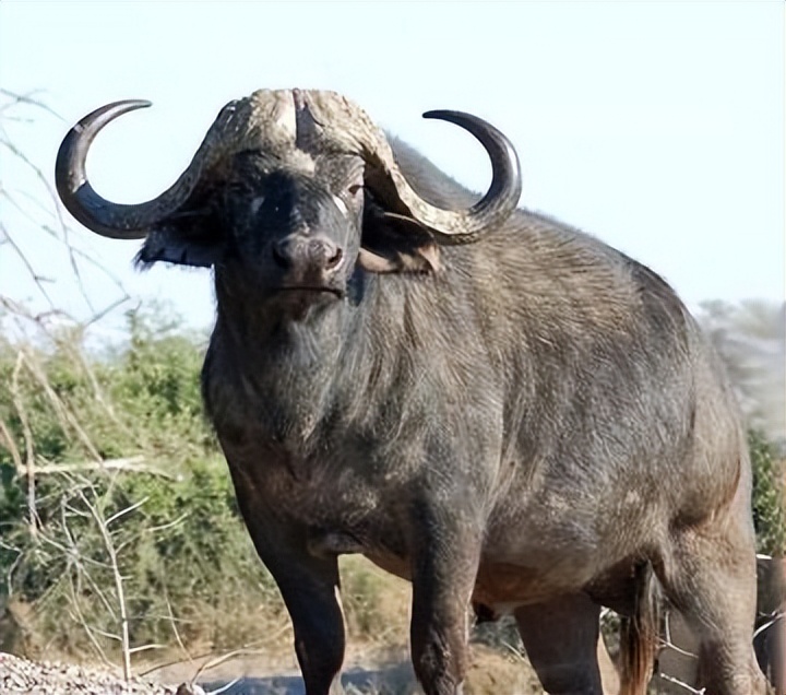 Can bison still be domesticated? What will happen if the bison that can ...