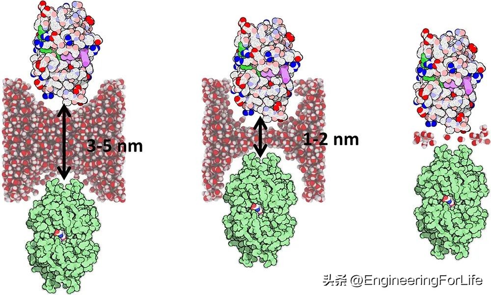 Review: Biophysics of Cell Drying--From Biomolecules to Condensates - iNEWS