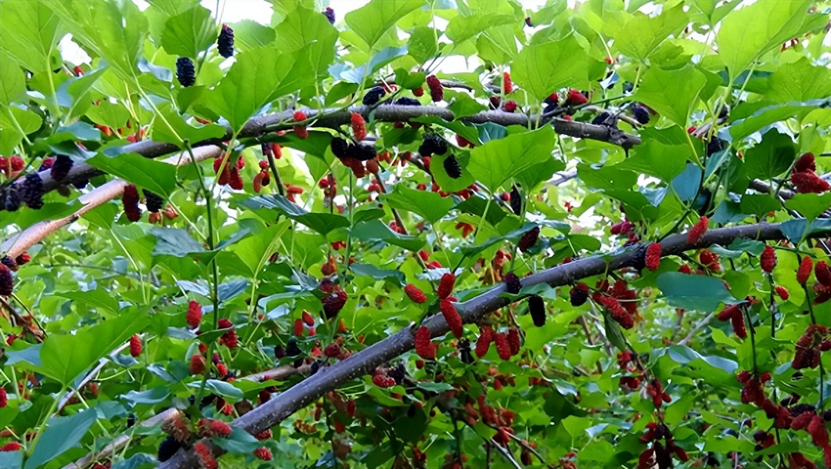 The mulberries are ripe: the unforgettable sweet and sour taste of ...