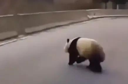 Wild giant pandas were photographed on the side of the self-driving ...