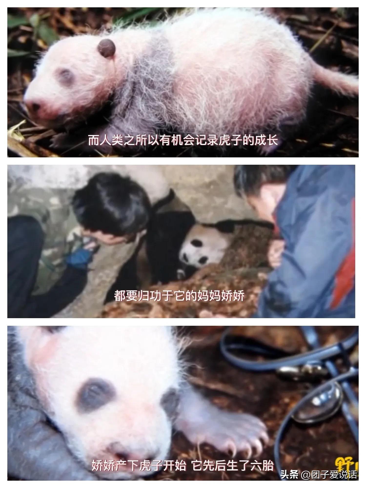 There is a story about the giant panda "Jiaojiao" and Professor Pan ...