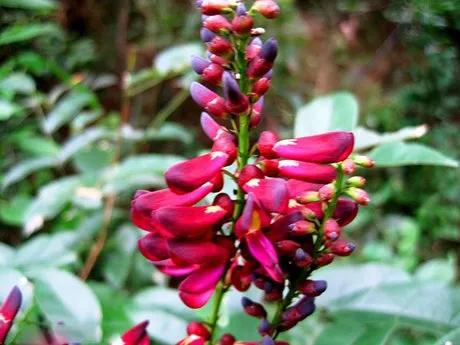 Helicobacter, Leguminosae, perennial evergreen woody climbing vine - iNEWS