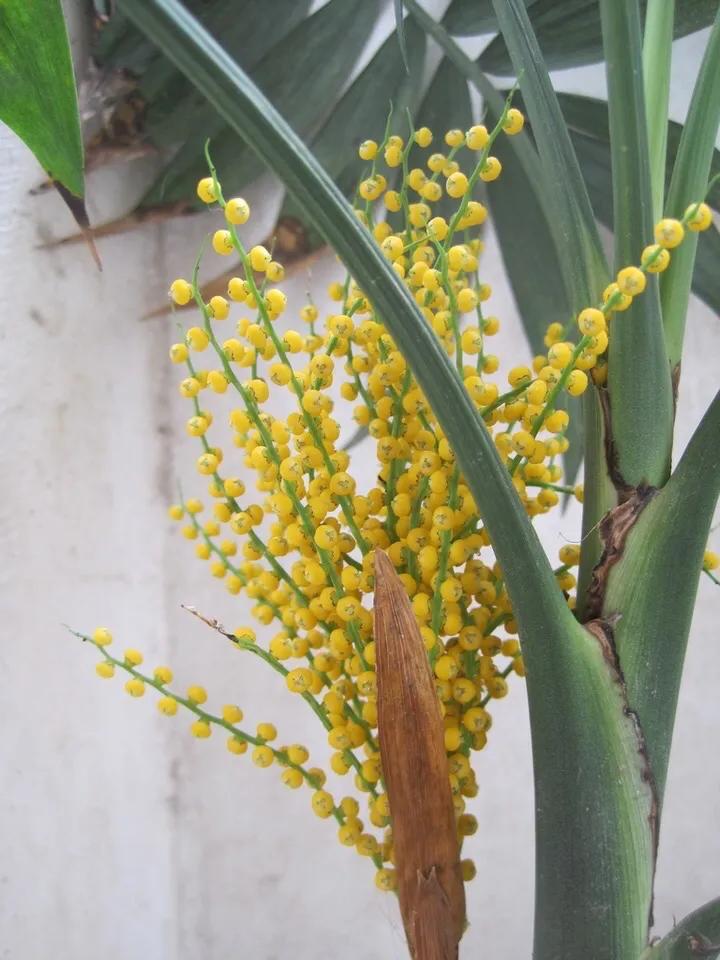 Evergreen Foliage Plant ~ Pocket Coconut - iNEWS