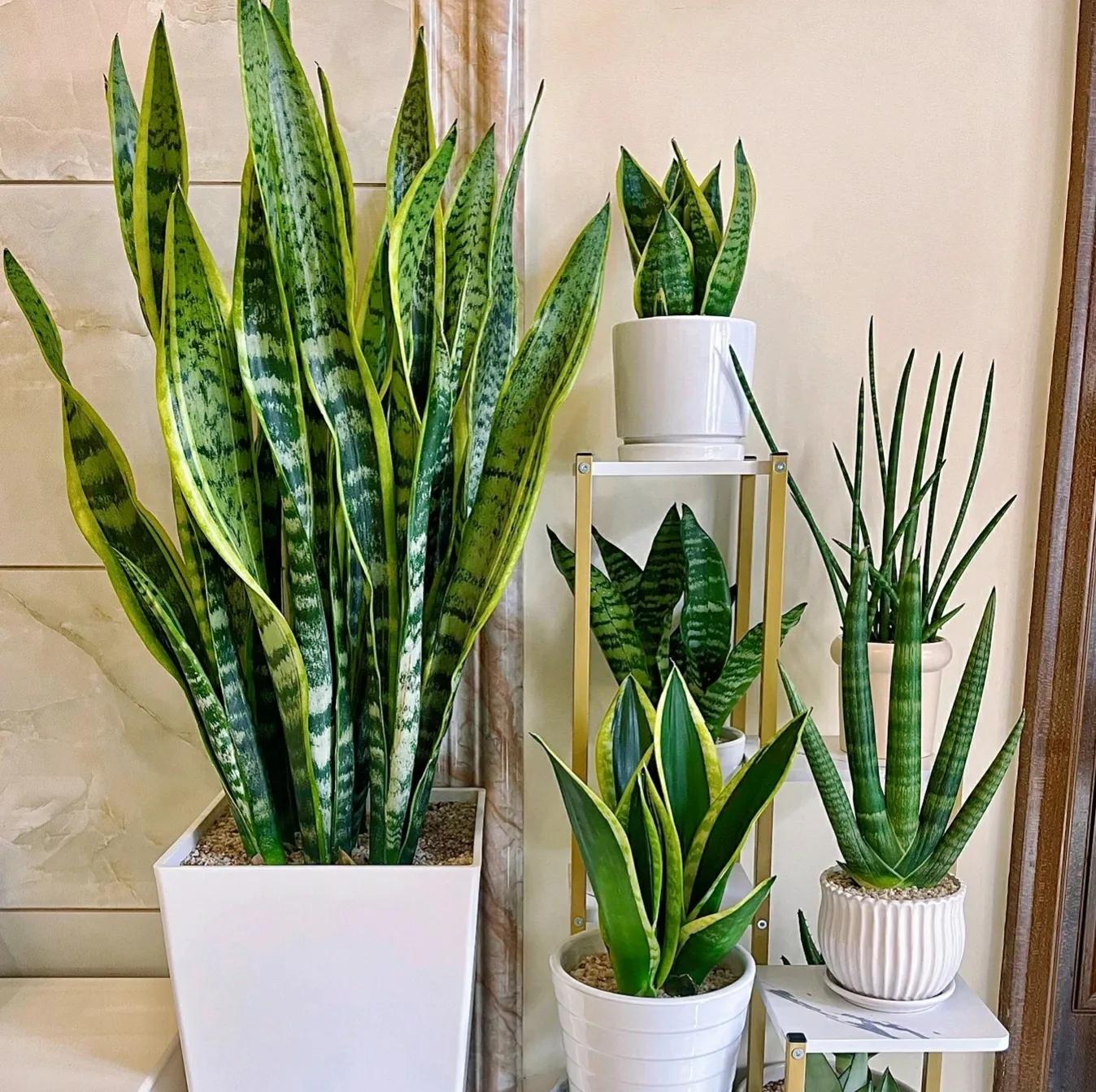 Tiger Pilan is the favorite to eat it. The leaves are green and sprout ...