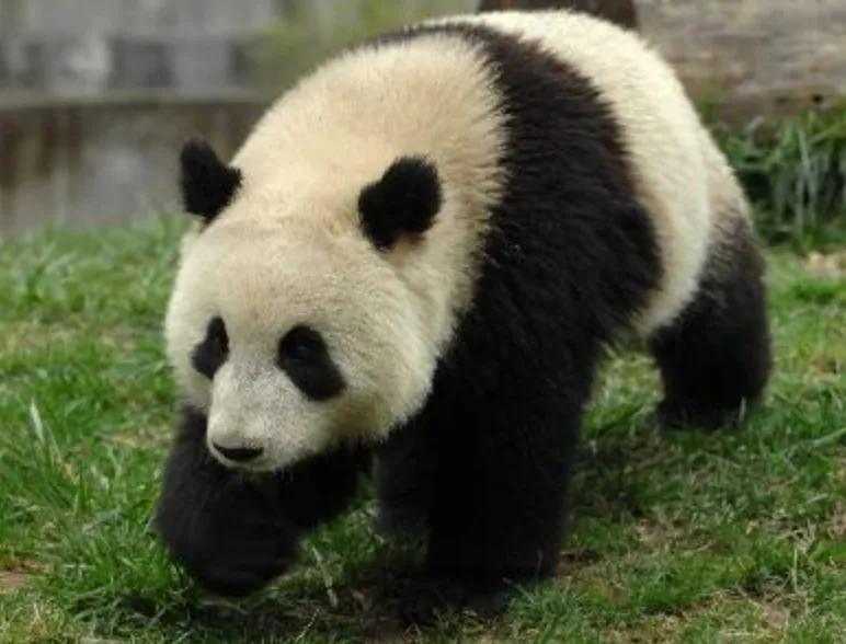 When Bing Dun Dun met Xue Rongrong, the past and present life of the ...