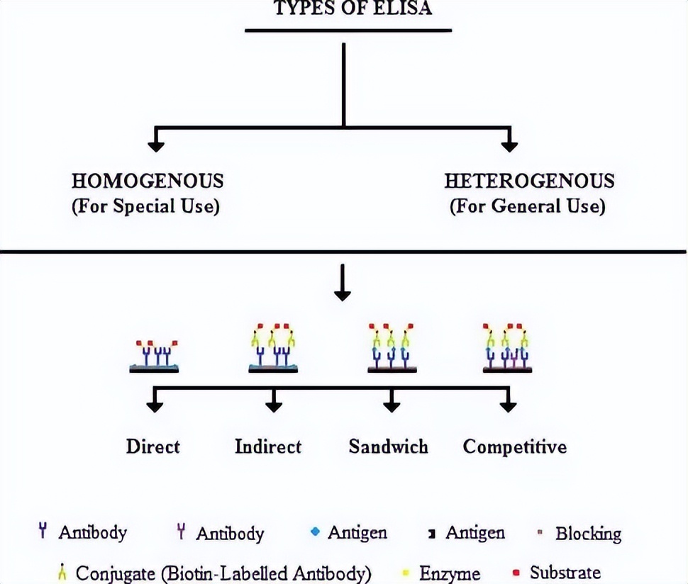Biomacromolecule mass analysis series of biological activity detection ...