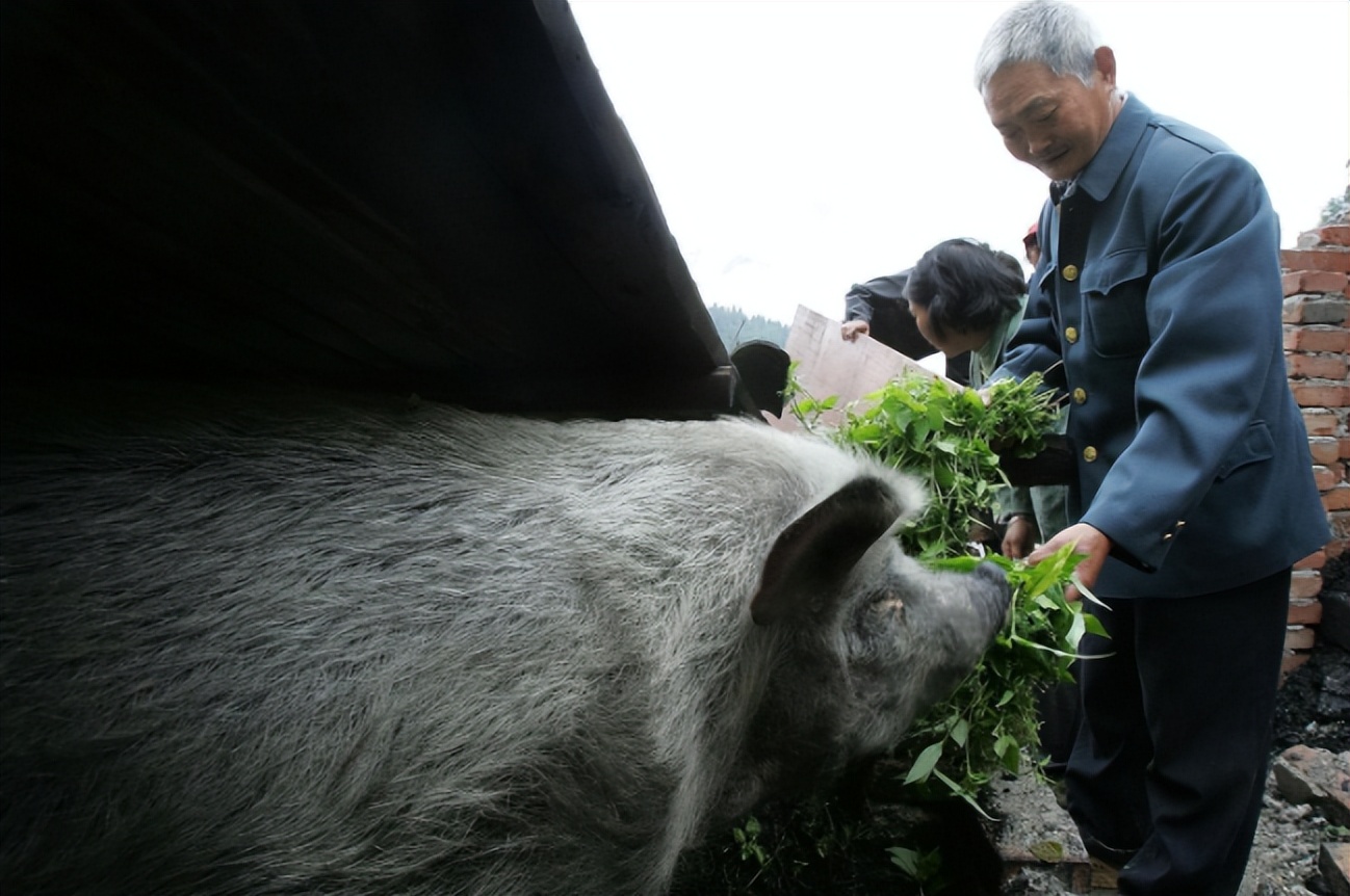 Fifteen years ago, the "pig strong" who was buried for 36 days in the ...