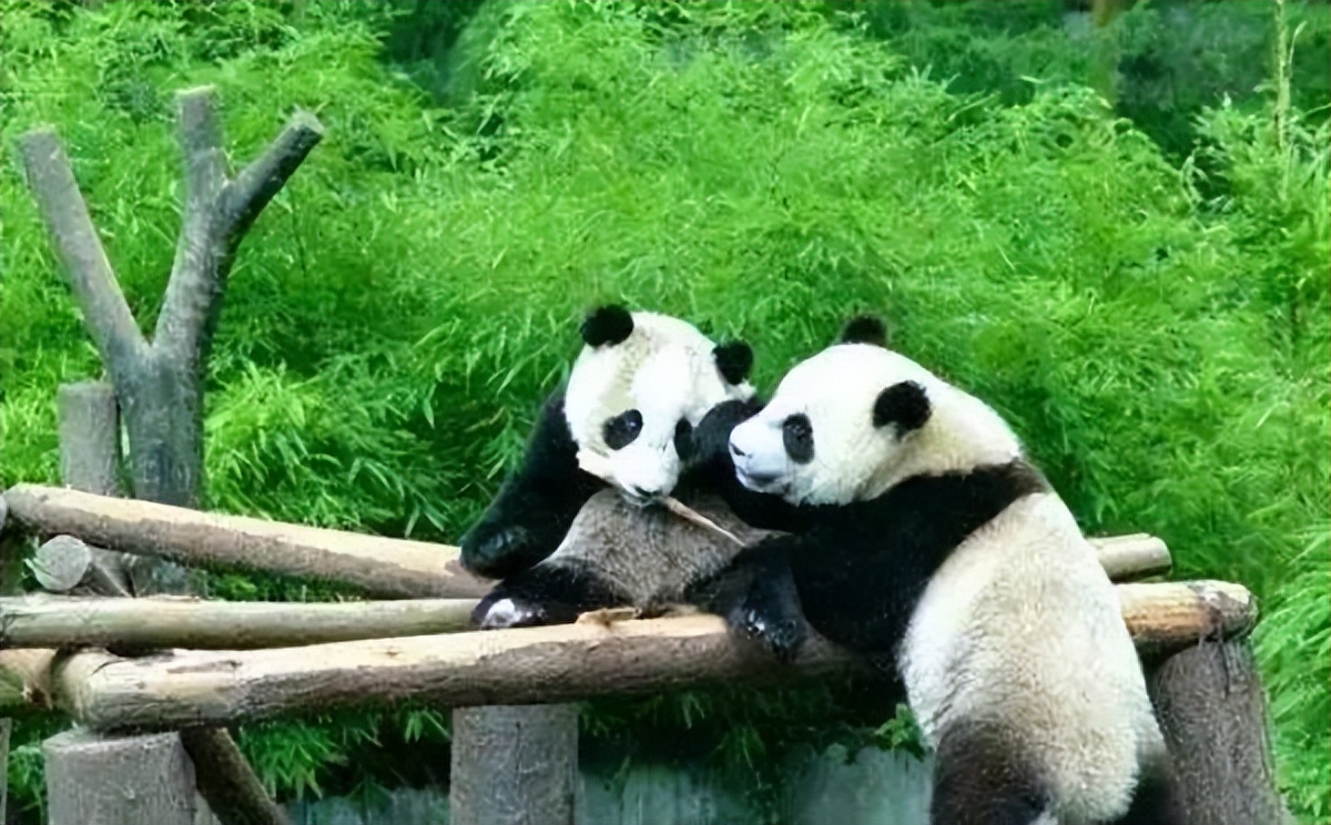 Giant pandas in the United States and Japan have returned home one ...